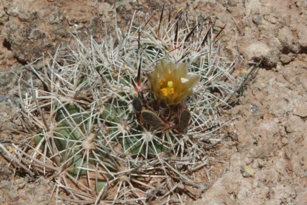Pests & Diseases - Chinle Cactus & Succulent Society